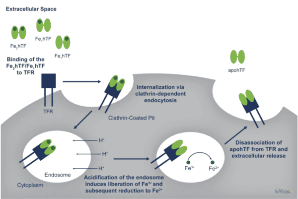 Optiferrin - Recombinant Transferrin an Iron Transport Protein in Cell ...
