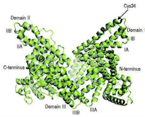 Emergence of Blood-Free Recombinant Human Albumin